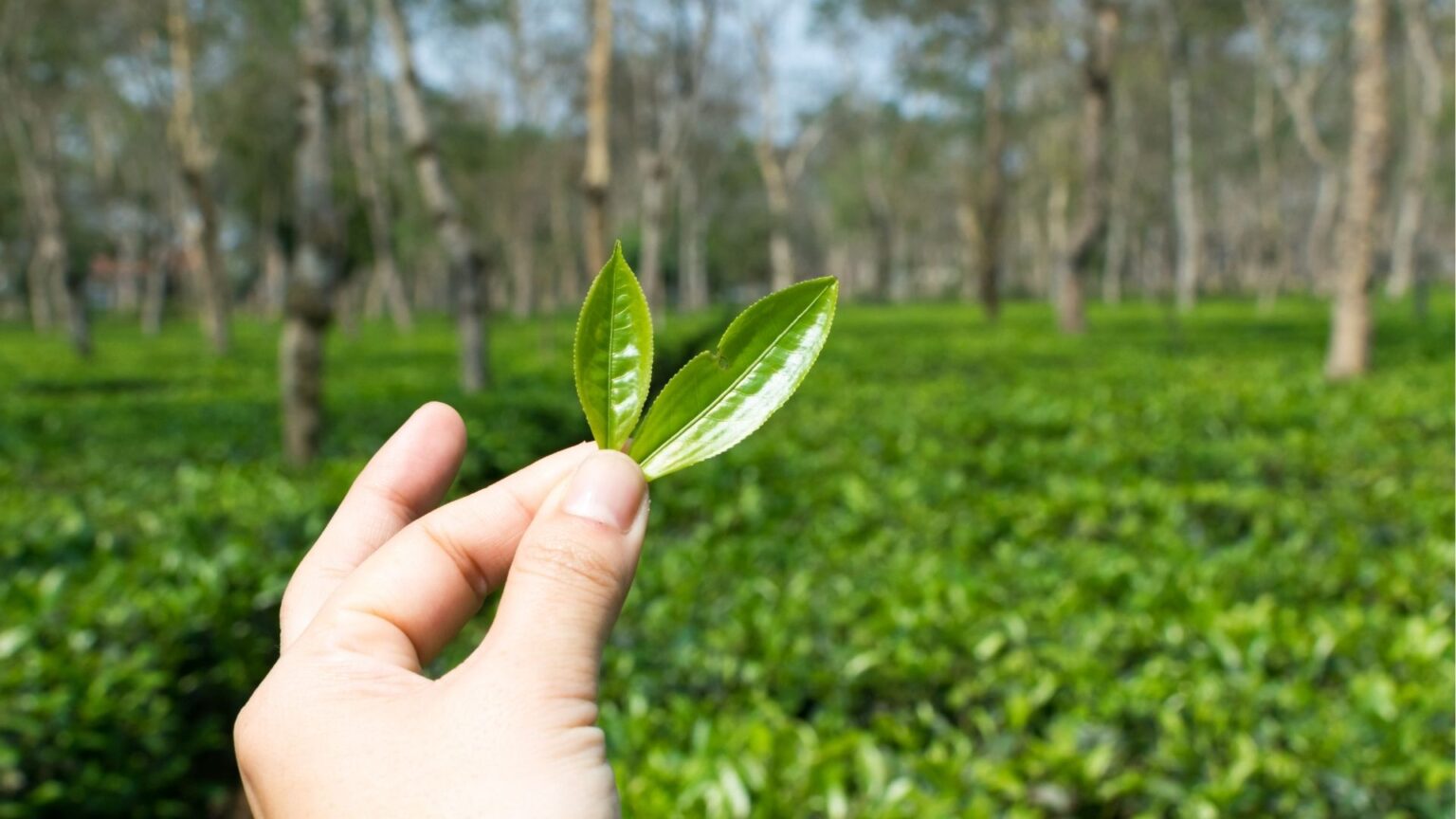 What Does “Single Estate Tea” Really Mean? A Deep Dive into Origin ...